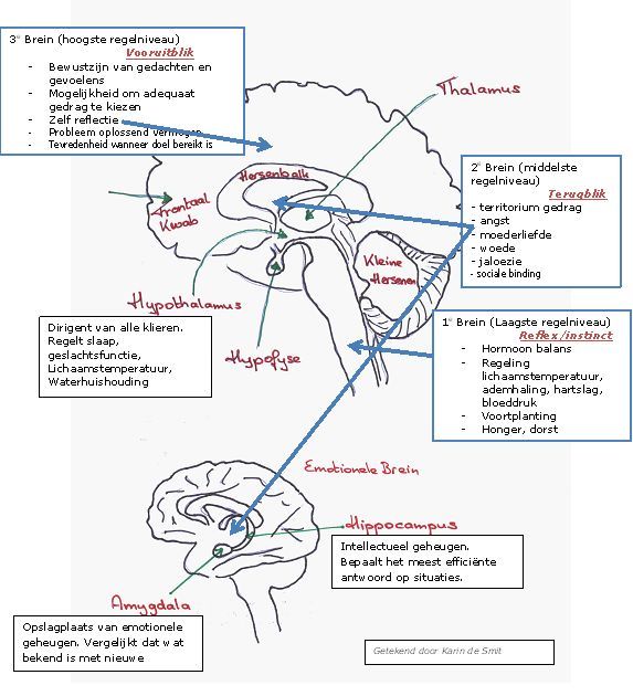 Uw brein als medicijn. Een boek over overwinnen van stress, angst en ...
